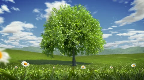 Time Lapse Tree Growing Stock Video Footage | Royalty Free Time Lapse ...