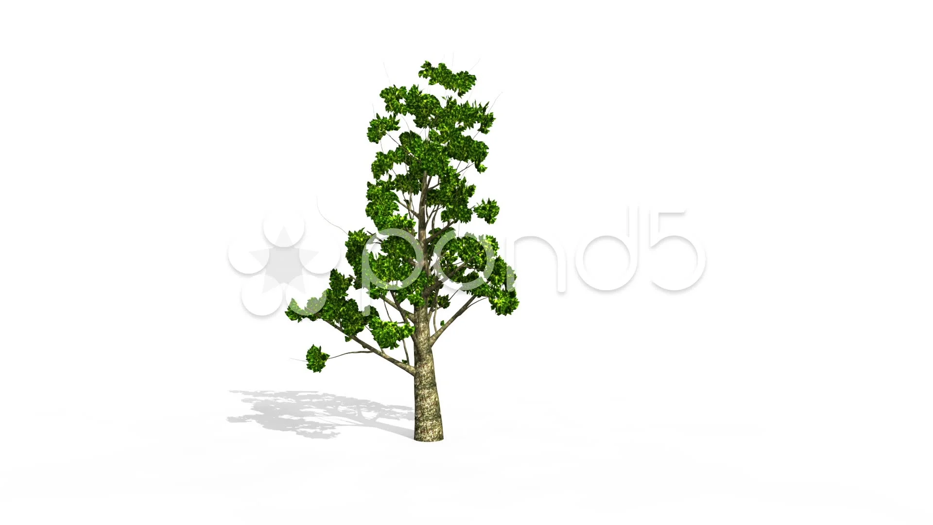 Tree Growing Animation