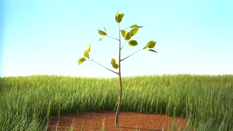 Tree growing from soil in green field ba... | Stock Video | Pond5