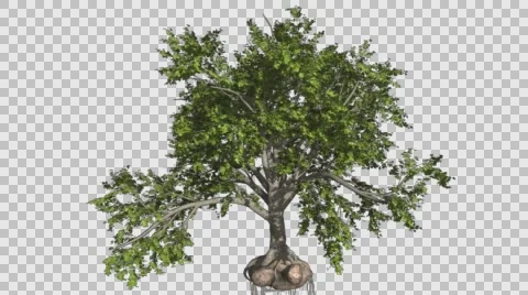 Growing Tree Animation Time Lapse Stock Video Footage | Royalty Free ...