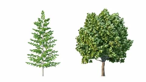 Tree growing on white background with al... | Stock Video | Pond5