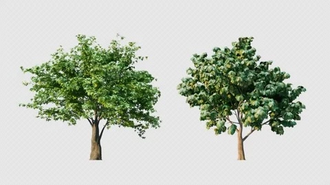 Tree growing on white background with al... | Stock Video | Pond5