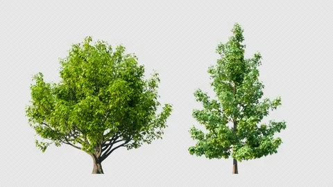 Tree growing on white background with al... | Stock Video | Pond5