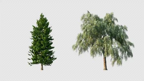 Tree growing on white background with al... | Stock Video | Pond5