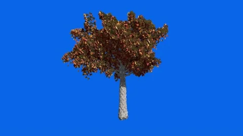 Tree growth animation sequence displayin... | Stock Video | Pond5