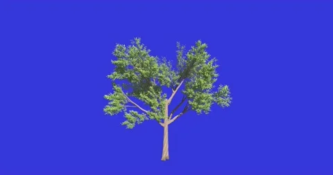 Tree Roots Growing Animation Stock Footage ~ Royalty Free Stock Videos ...