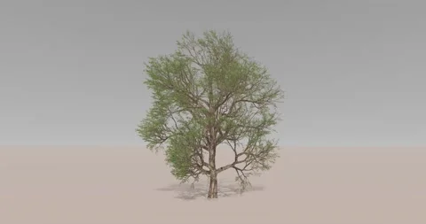 Tree Roots Growing Animation Stock Footage ~ Royalty Free Stock Videos ...