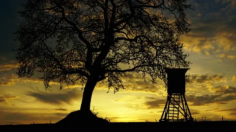 Tree High Stand Silhouette Field Hunting... | Stock Video | Pond5