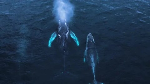 tree humpback whales surfacing the water... | Stock Video | Pond5