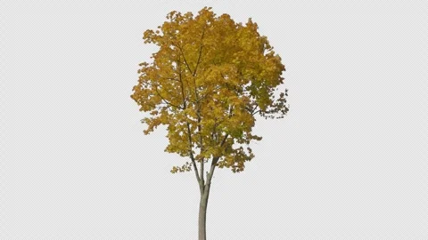 Motion Vfx Mcollage Stock Videos – Royalty-Free HD & 4K Videos | Pond5