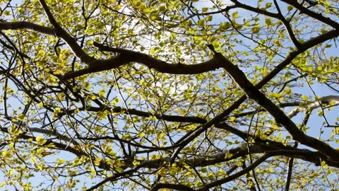 Tree Leaves Blow in Wind in Spring Time ... | Stock Video | Pond5