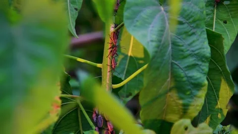 tree lice swarming on green tree trunks | Stock Video | Pond5