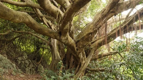 Tree of life, giant bearded fig or wild ... | Stock Video | Pond5