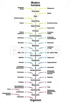 Tree Of Life Human Evolution Biology Species Classification: Royalty ...