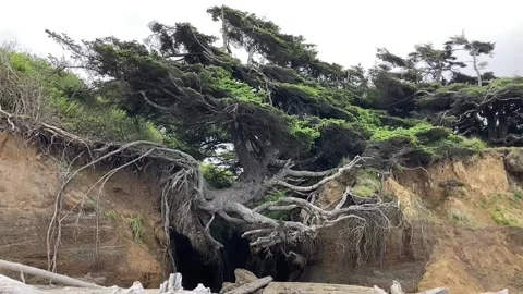 The Tree of Life on Kalaloch Beach in th... | Stock Video | Pond5