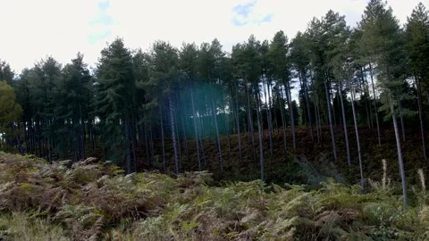 tree line on the horizon | Stock Video | Pond5