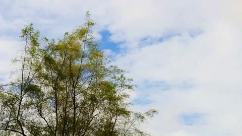 Tree moving with the wind with cloudy sk... | Stock Video | Pond5