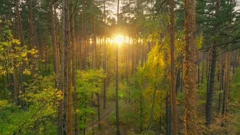 Tree nature autumn misty forest gold bri... | Stock Video | Pond5