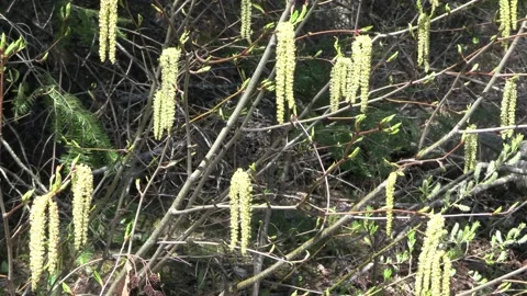 Plant Reproduction Stock Video Footage | Royalty Free Plant ...