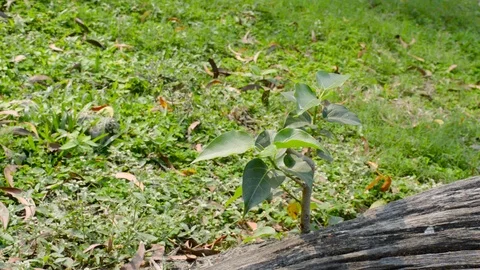 A tree plant growing without soil from B... | Stock Video | Pond5