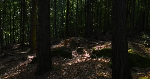 Tree pollen falling to the ground in the... | Stock Video | Pond5
