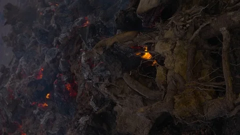 Tree roots and stumps burn, on fire afte... | Stock Video | Pond5