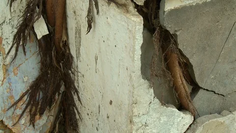 Tree roots encroaching a concrete wall s... | Stock Video | Pond5