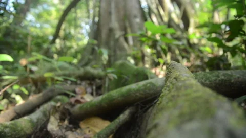Tree Roots on Floor of the Sumatran Rain... | Stock Video | Pond5