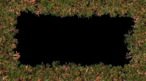 Roots Frame Stock Footage ~ Royalty Free Stock Videos | Pond5