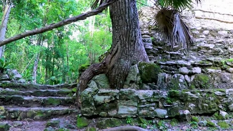 Tree roots grow through stones Mayan tem... | Stock Video | Pond5