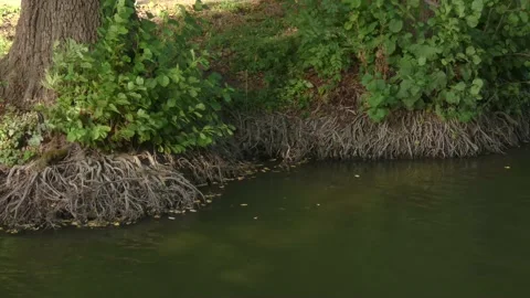 Growing Tree With Roots Stock Footage ~ Royalty Free Stock Videos | Pond5