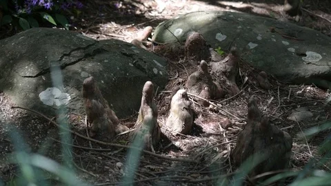 Tree roots pointing up from the ground w... | Stock Video | Pond5