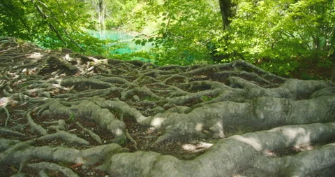 Roots Spreading Stock Videos – Royalty-Free HD & 4K Videos | Pond5