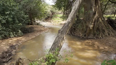 tree with roots in the stream | Stock Video | Pond5