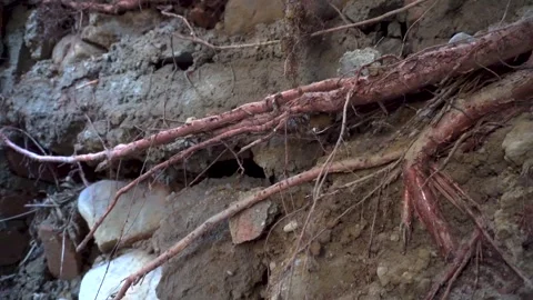 Tree Roots Under Soil: Visual of Nature ... | Stock Video | Pond5