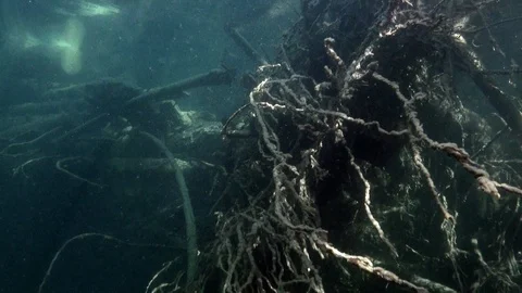 Tree Roots Underwater Stock Footage ~ Royalty Free Stock Videos | Pond5