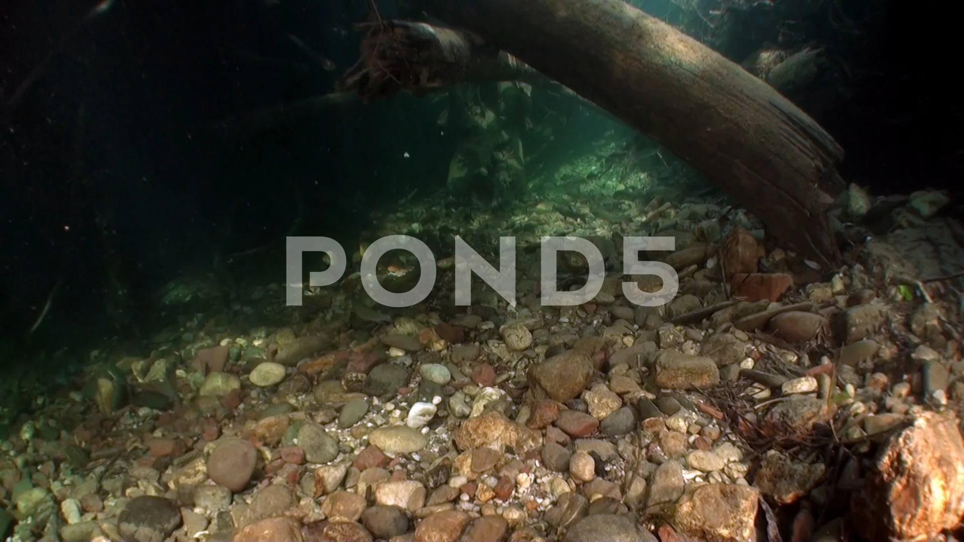 Underwater Tree Roots