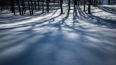 Tree shadows foreground Movement on the ... | Stock Video | Pond5