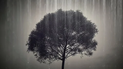 Tree silhouette cinemagraph animation | Stock Video | Pond5