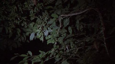 Tree Snake slither down leaves in tree i... | Stock Video | Pond5