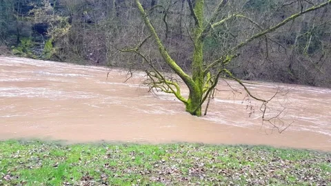 Tree standing in the current of a flood | Stock Video | Pond5