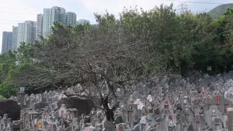 A tree stands between tombstones at a a ... | Stock Video | Pond5