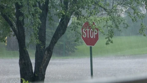 A tree, stop sign and road during a heav... | Stock Video | Pond5