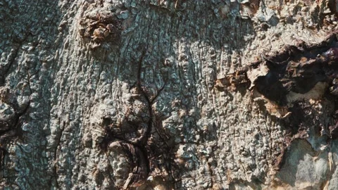 Tree structure 4k video background. Fore... | Stock Video | Pond5