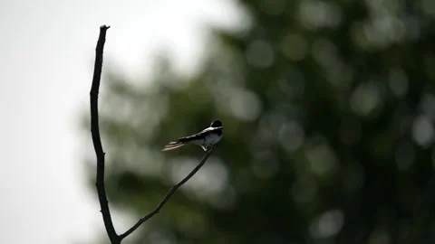 Swallow Skinny Stock Videos – Royalty-Free HD & 4K Videos