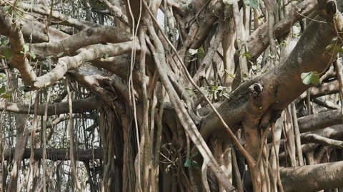 tree with thousands of trunks Ficus beng... | Stock Video | Pond5