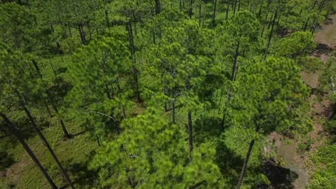 Tree top flight over Pine trees forest w... | Stock Video | Pond5