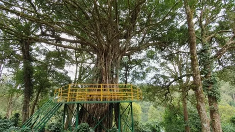Tree tower, platform built on banyan tre... | Stock Video | Pond5