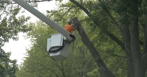 Chainsaw Tree Stock Footage ~ Royalty Free Stock Videos | Pond5