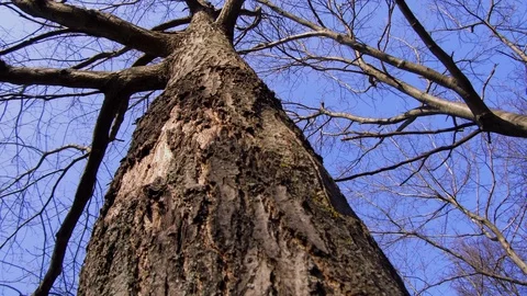 Tree trunk and its crown without leaves ... | Stock Video | Pond5